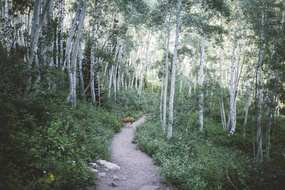 A Guide to The Modern Wild - Article By Lindsey Davis