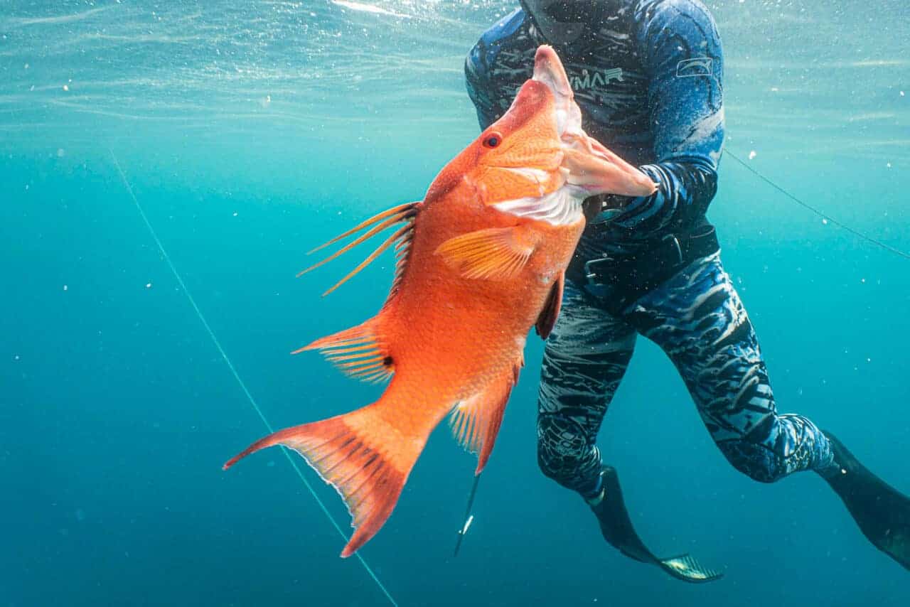 Baked Whole Hogfish - Modern Huntsman